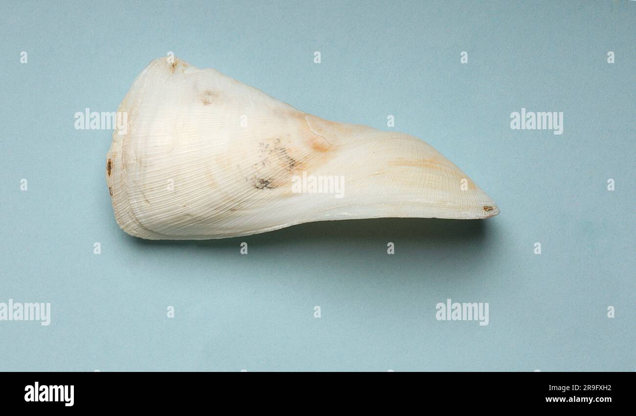 Trisidos tortuosa hi-res stock photography and images - Alamy