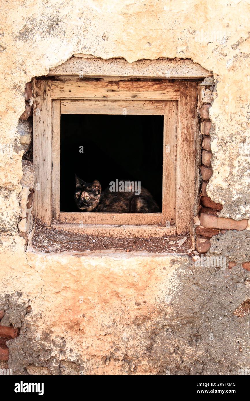 Beautiful Cat in old abandoned house window with chipped facade Stock ...