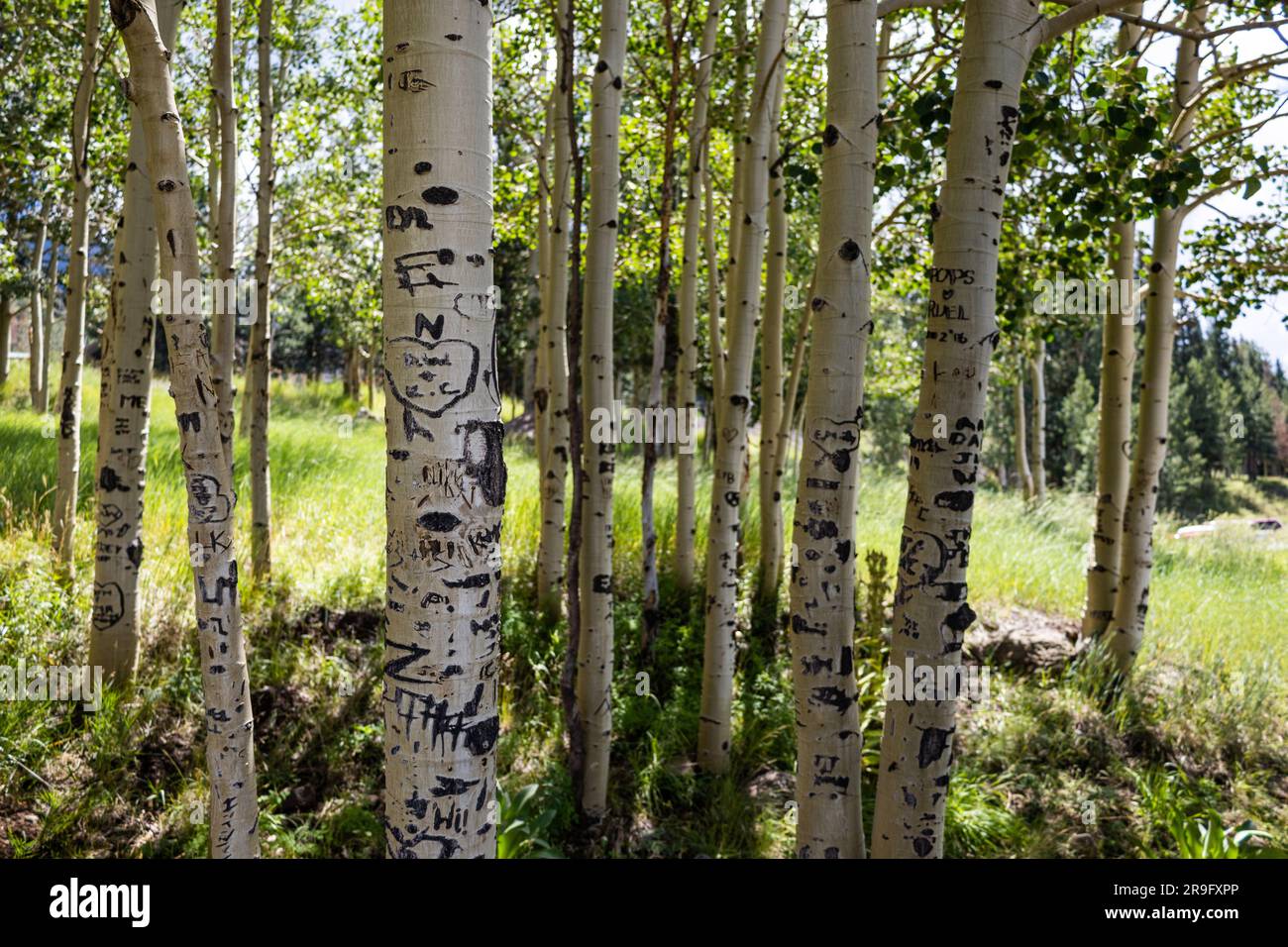 Artistic carvings on the trunks of aspen trees in an idyllic wooded ...