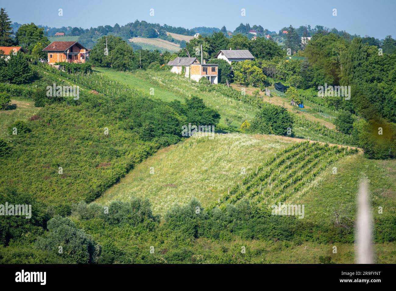 Wonderful, green vineyards near the village of Krasic, Croatia, located ...