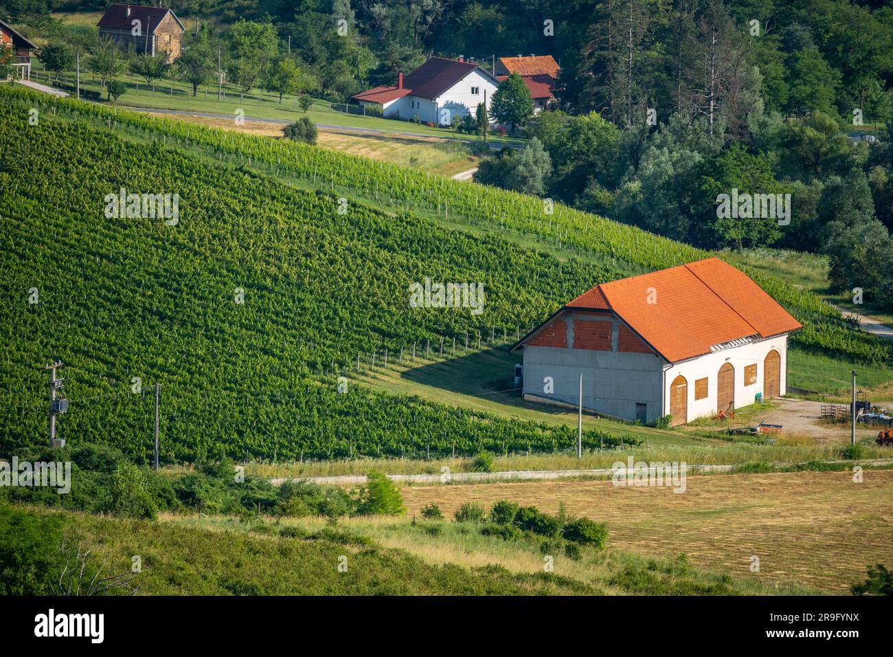 Wonderful, green vineyards near the village of Krasic, Croatia, located ...