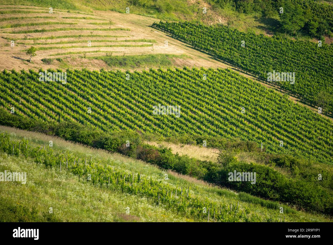 Wonderful, green vineyards near the village of Krasic, Croatia, located ...