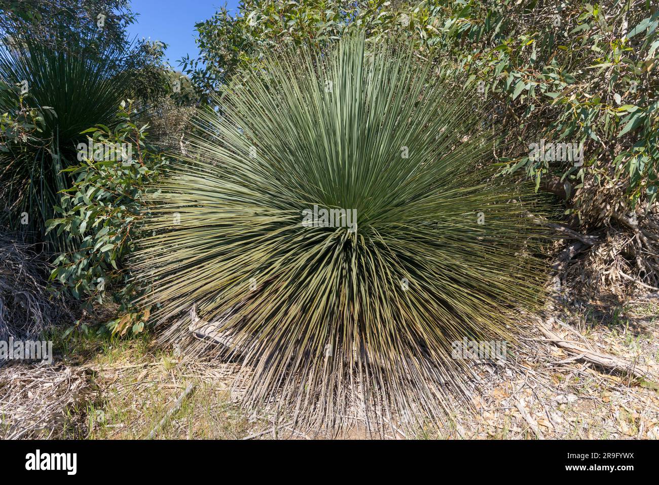 Yukka hi-res stock photography and images - Alamy