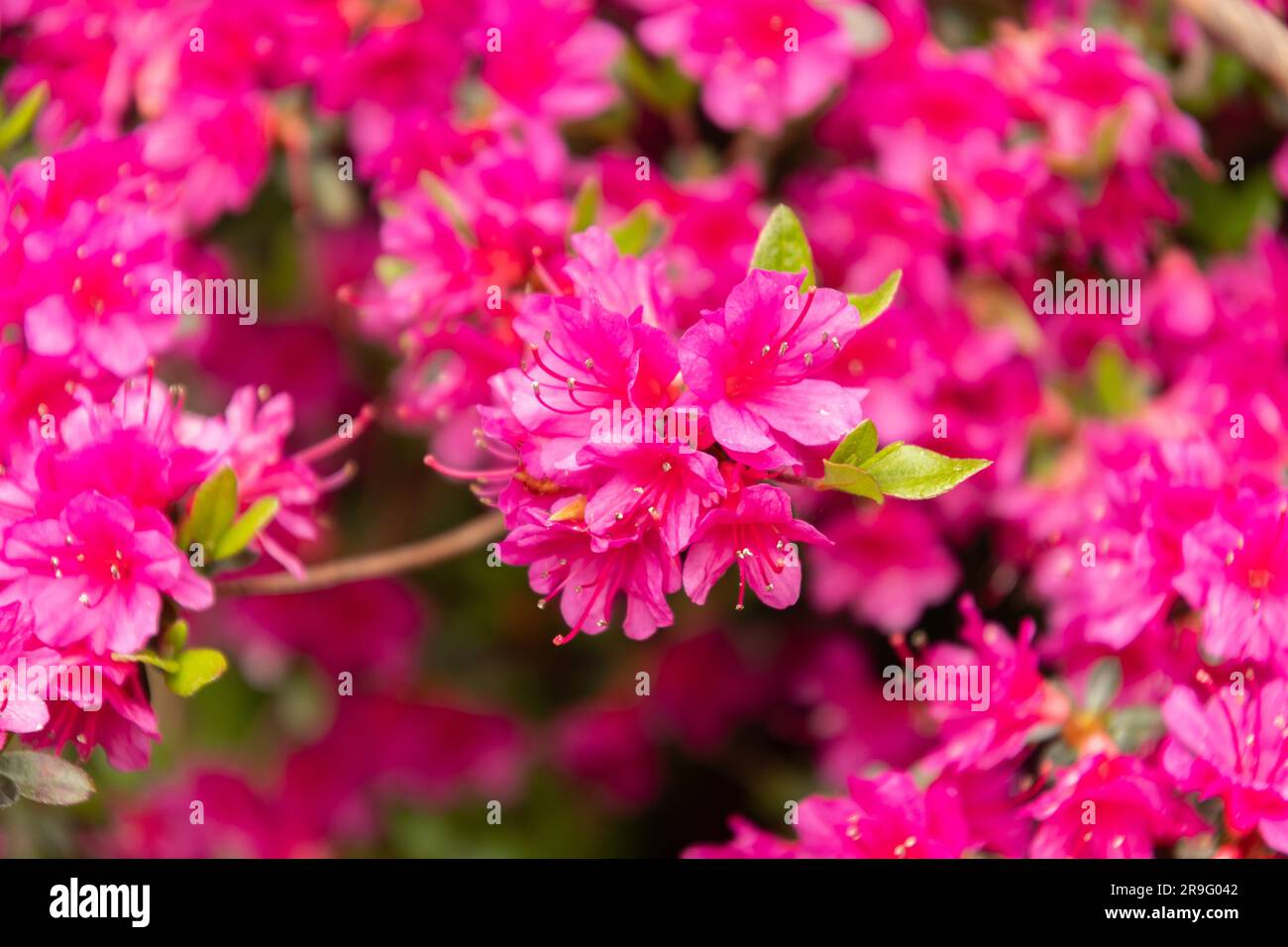 Zurich, Switzerland, May 9, 2023 Lovely pink plants are growing in a ...