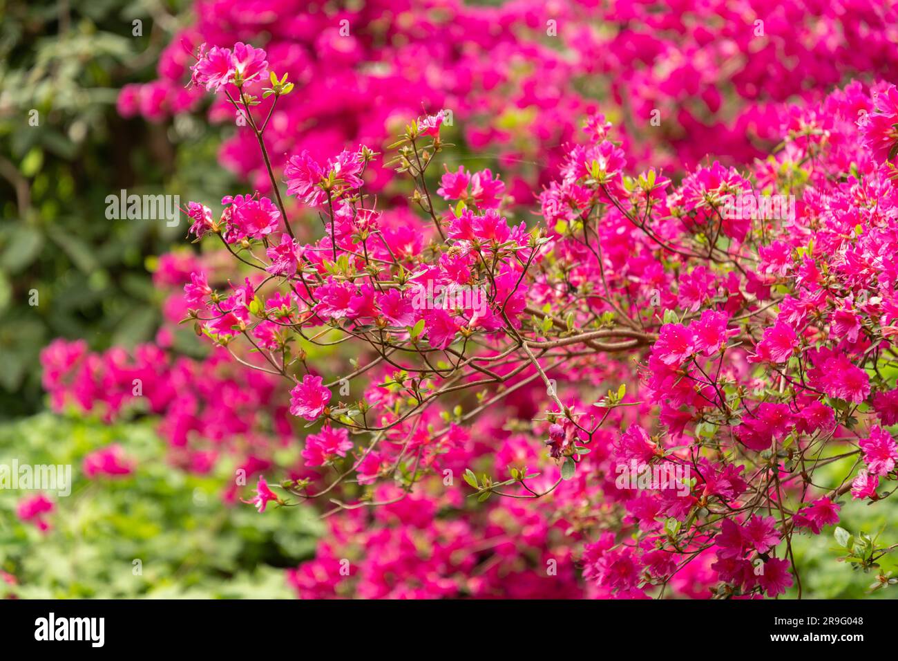 Zurich, Switzerland, May 9, 2023 Lovely pink plants are growing in a ...