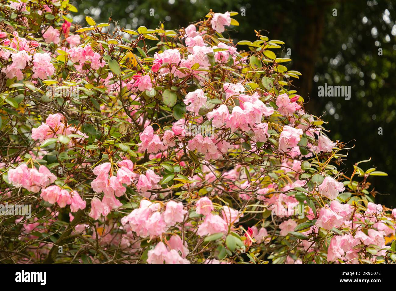 Zurich, Switzerland, May 9, 2023 Lovely pink plants are growing in a ...