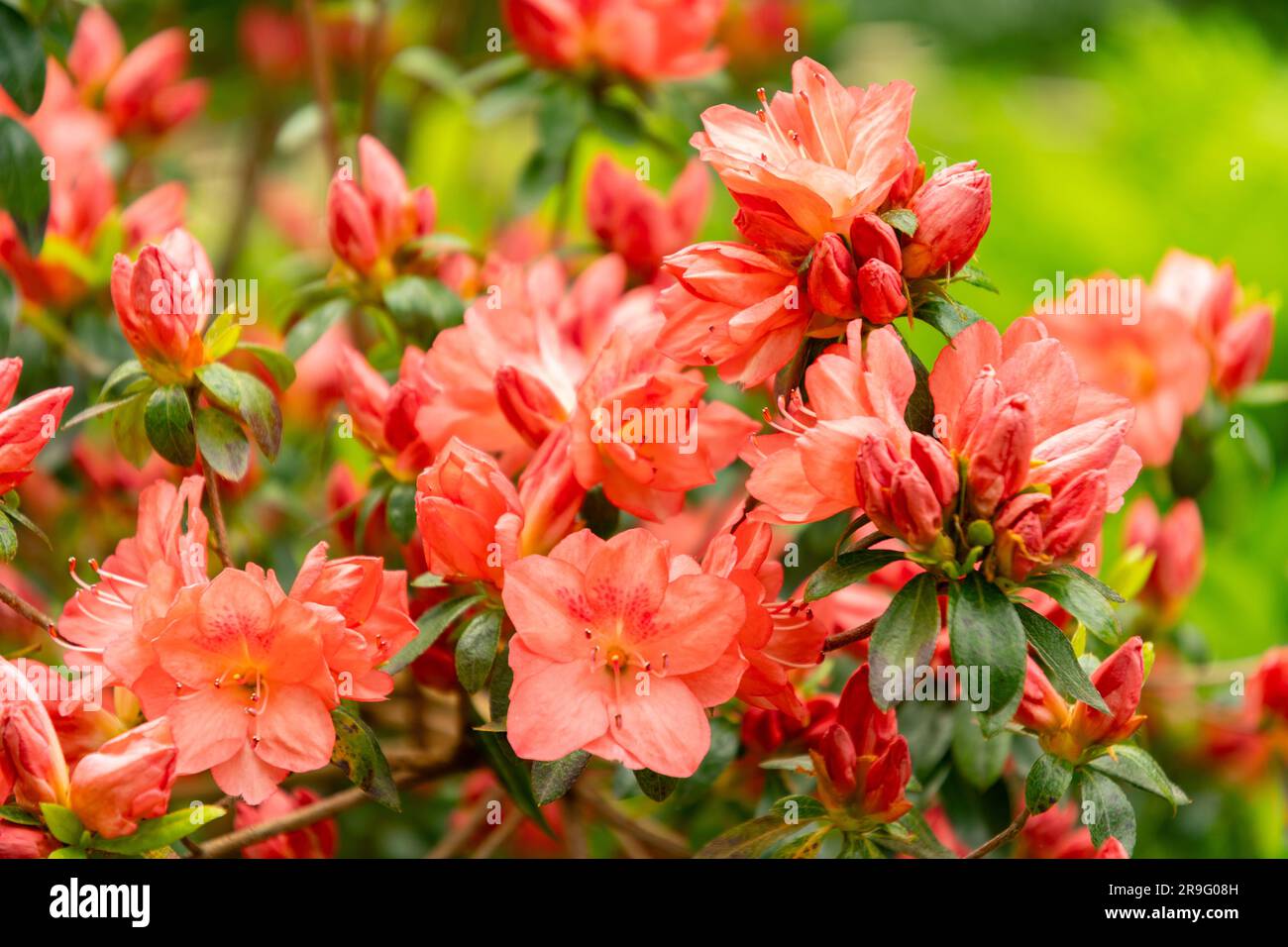 Zurich, Switzerland, May 9, 2023 Lovely red plants are growing in a ...