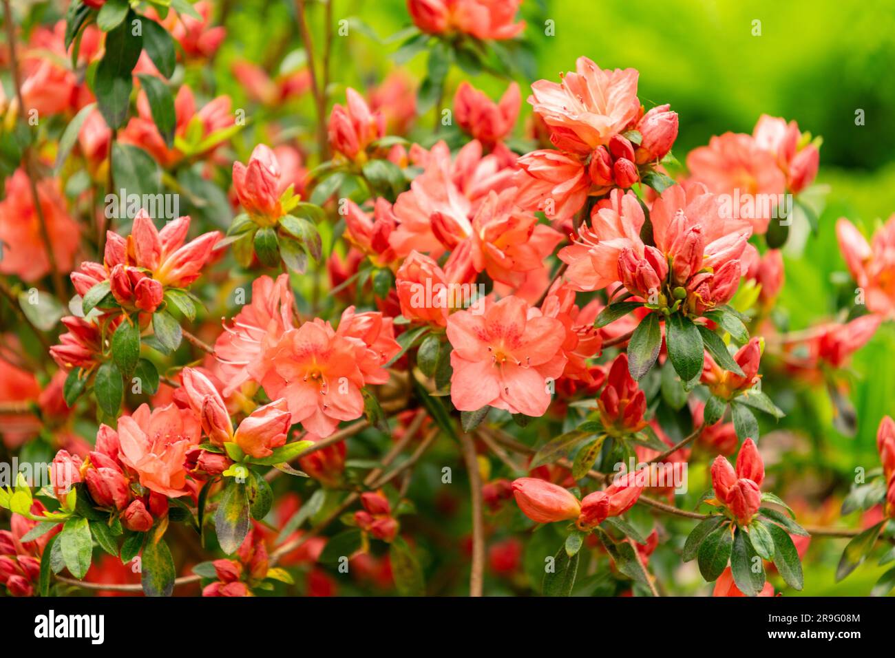 Zurich, Switzerland, May 9, 2023 Lovely red plants are growing in a ...