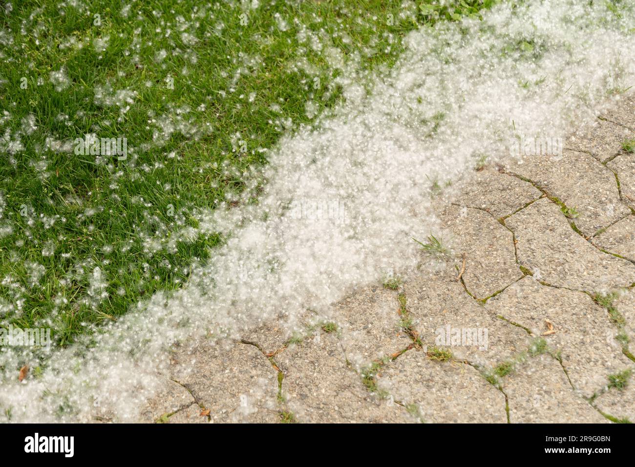 Zurich, Switzerland, May 9, 2023 White pollen are carried around by the ...