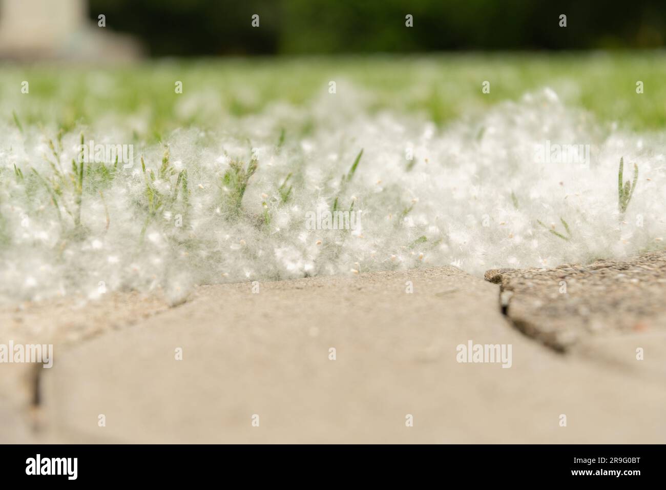 Zurich, Switzerland, May 9, 2023 White pollen are carried around by the ...