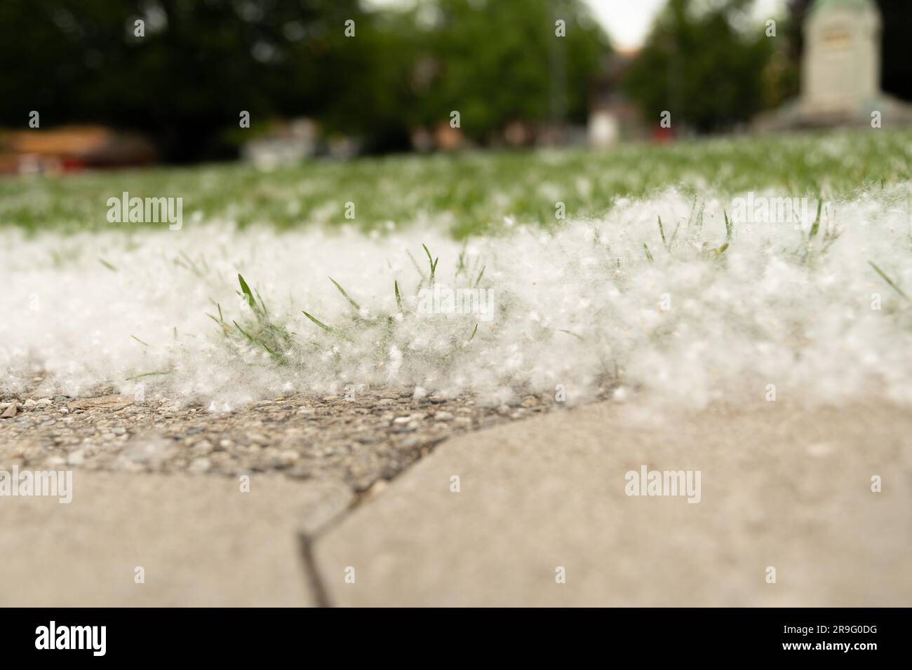 Zurich, Switzerland, May 9, 2023 White pollen are carried around by the ...