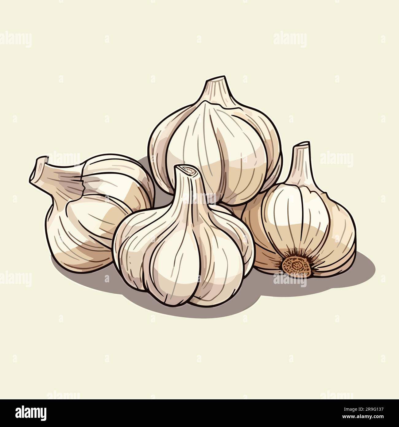 Garlic. Garlic hand-drawn illustration. Vector doodle style cartoon ...