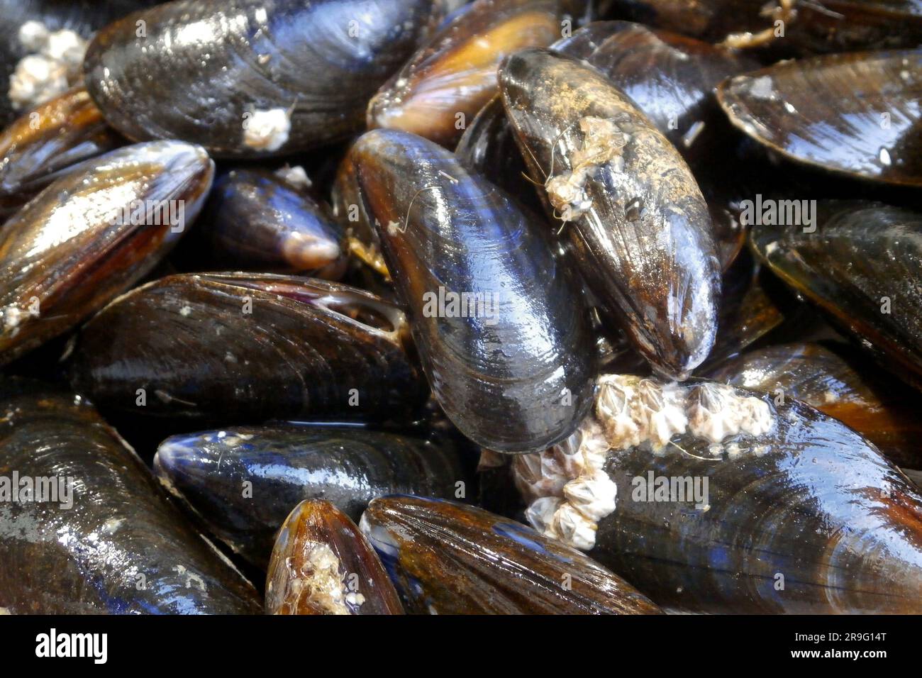 A bunch of mussels for sale at a market stall Stock Photo - Alamy