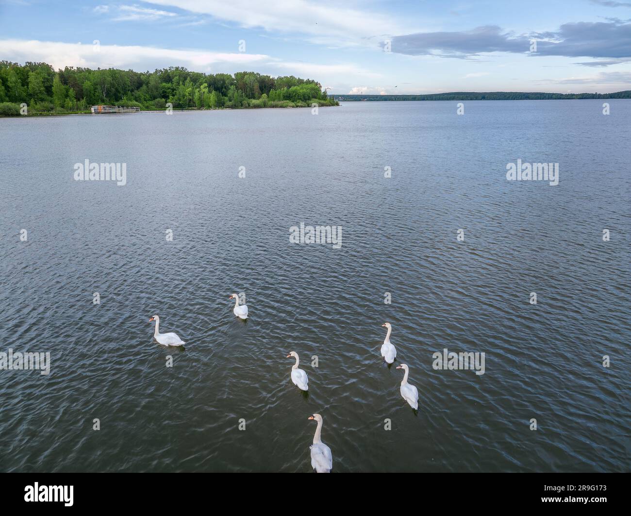 Aerial view of some white swan birds on a lake during a beautiful ...