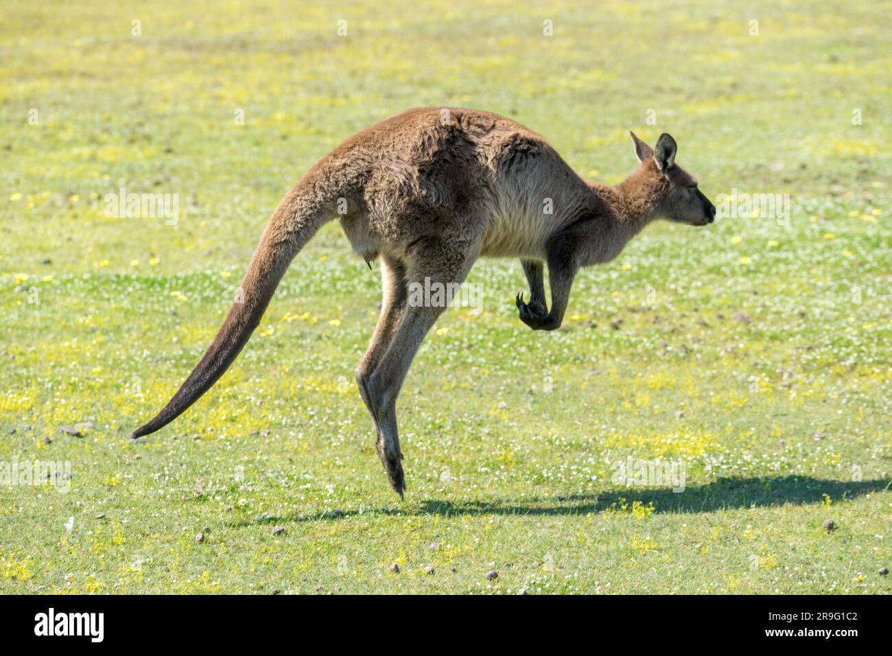 Kangaroo island's Kangaroo grazing at Fllinders Chase Stock Photo - Alamy