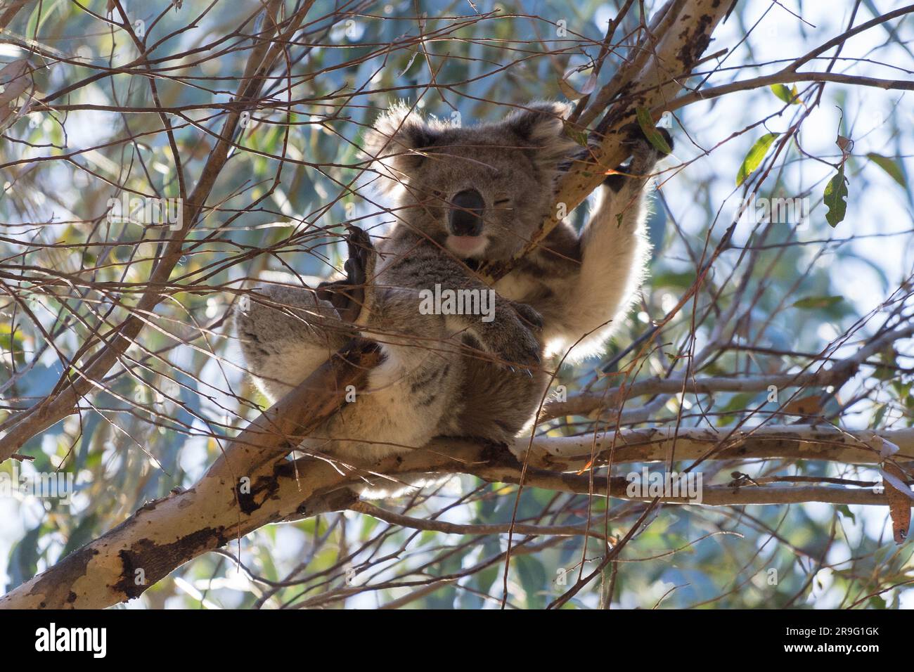 Koala on a three at Hanson Bay Wildlife Sanctuary Stock Photo - Alamy