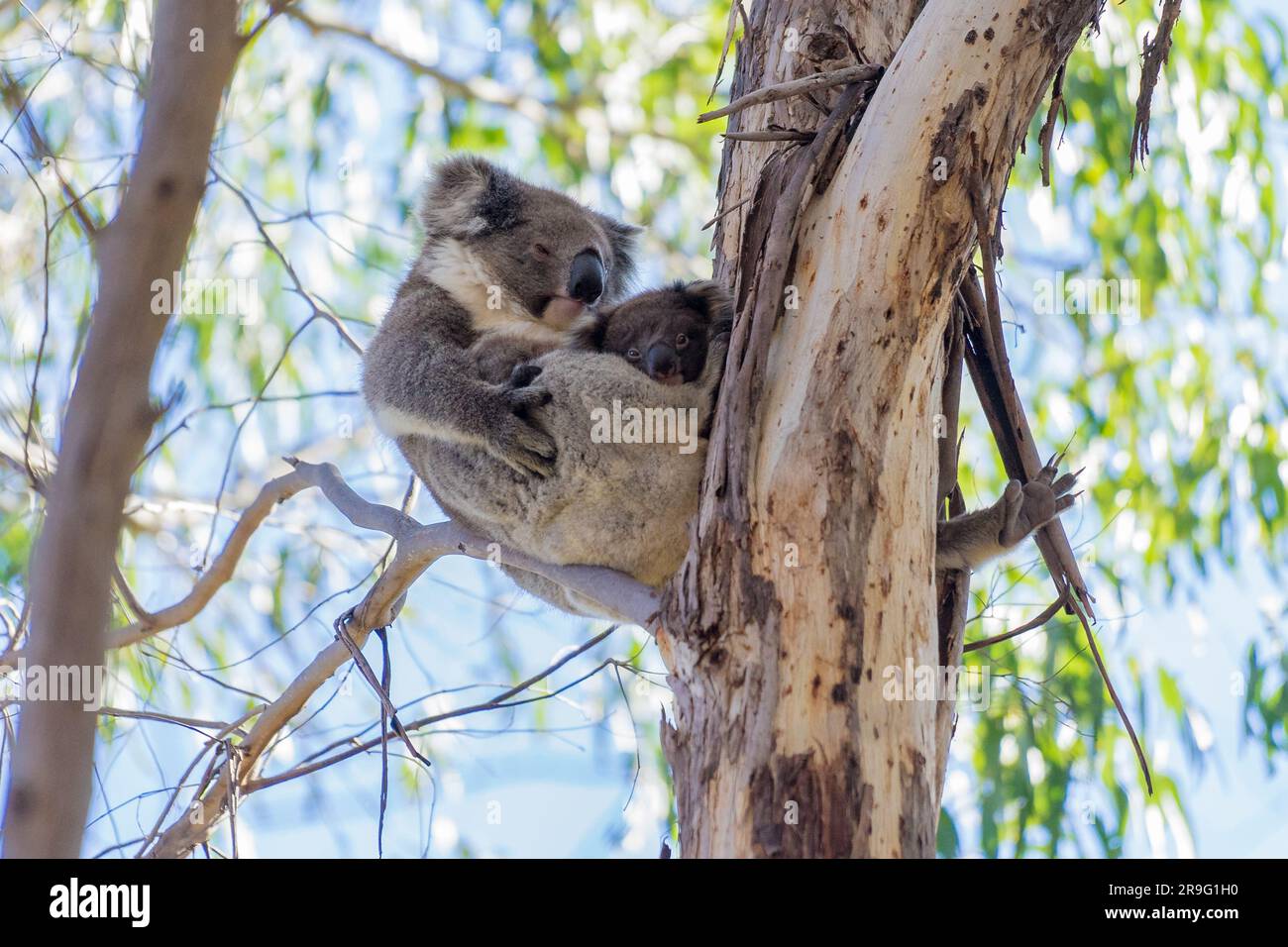 Koala and its joey on a three at Hanson Bay Wildlife Sanctuary Stock Photo - Alamy