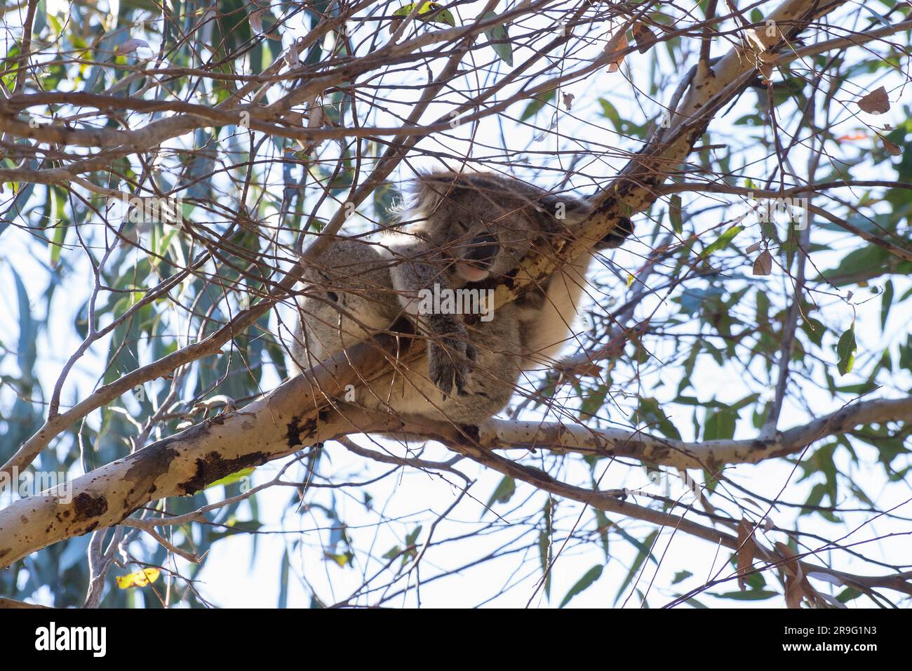 Koala on a three at Hanson Bay Wildlife Sanctuary Stock Photo - Alamy