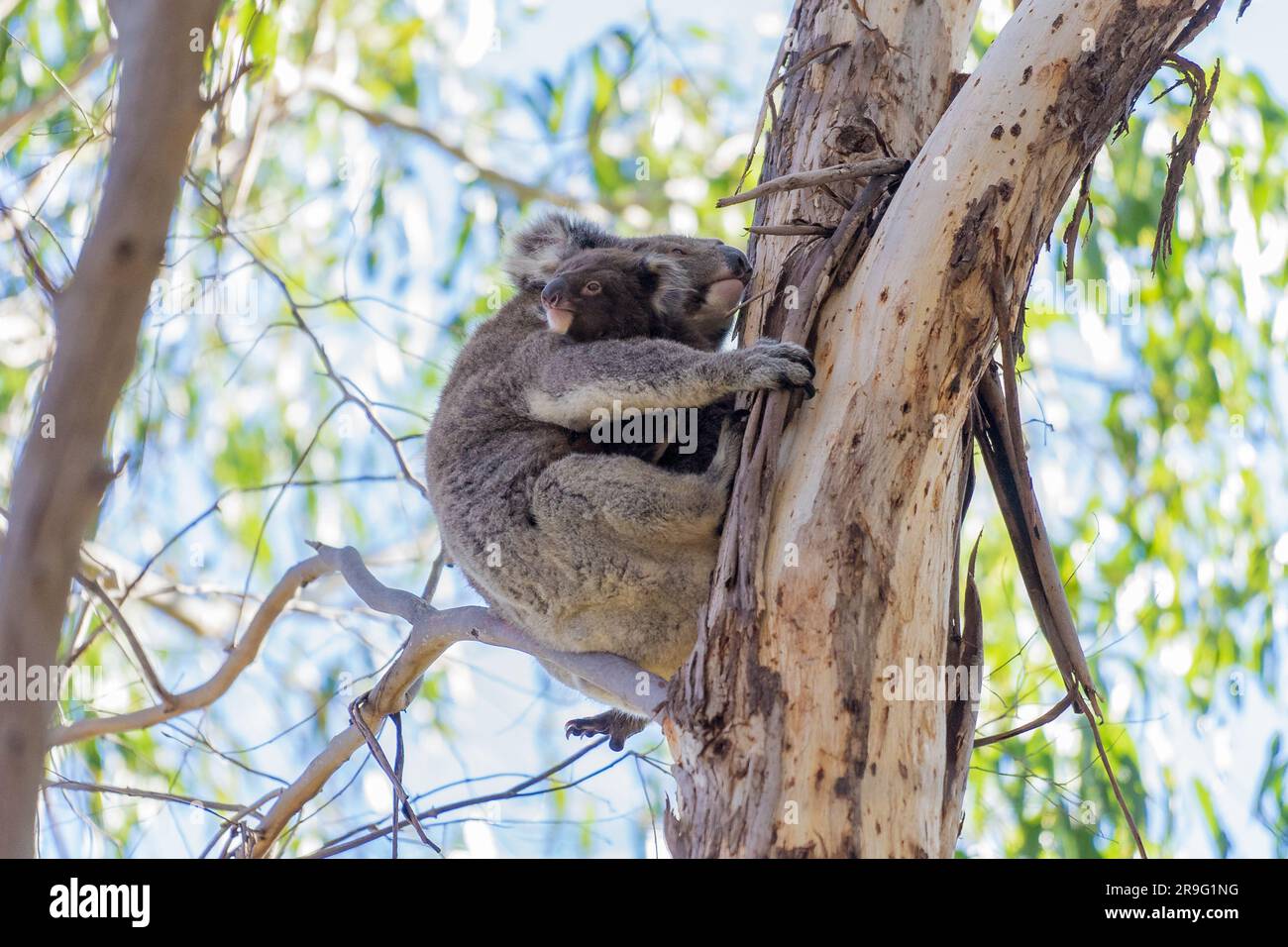 Koala and its joey on a three at Hanson Bay Wildlife Sanctuary Stock Photo - Alamy
