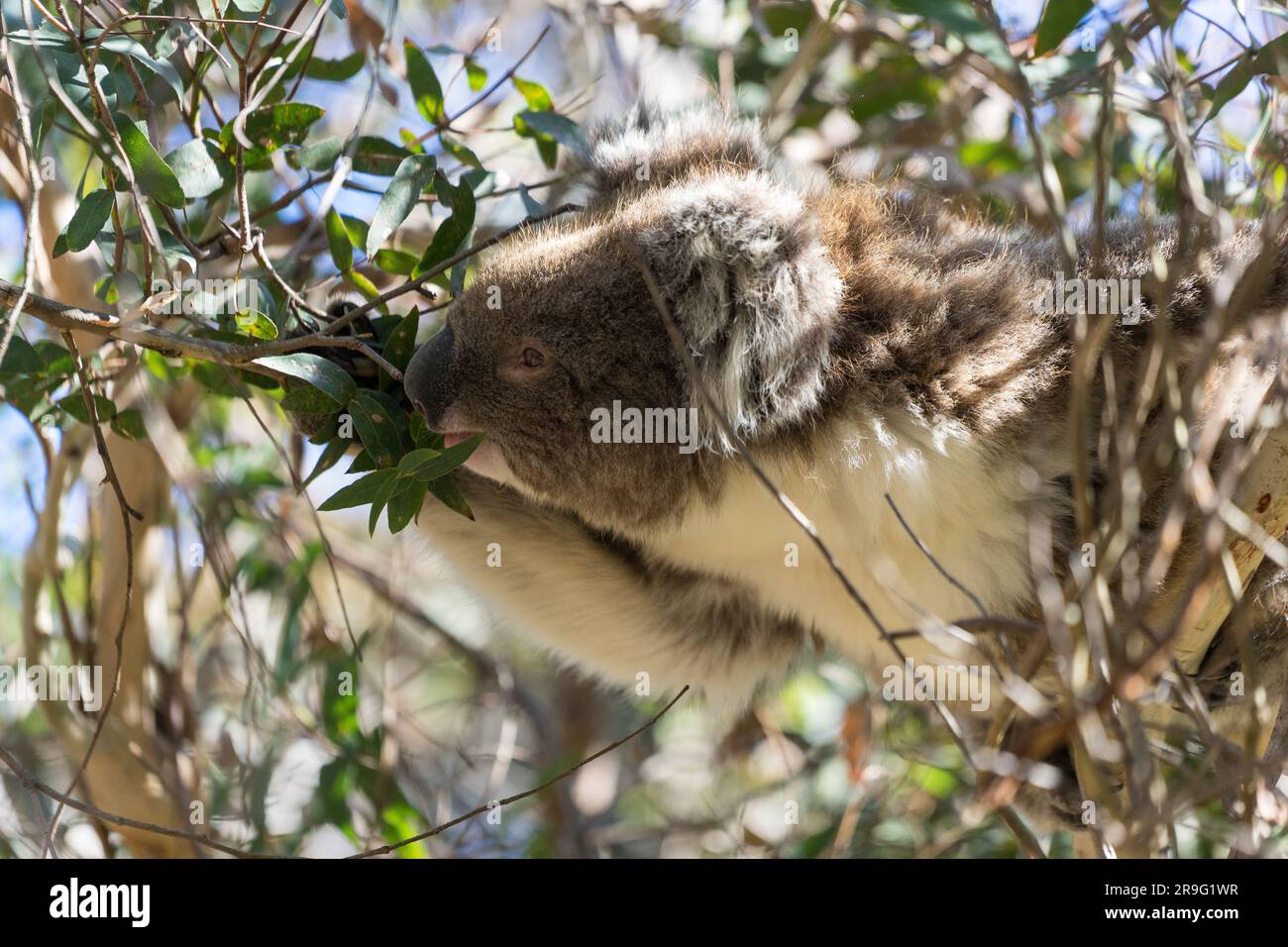 Koala and its joey on a three at Hanson Bay Wildlife Sanctuary Stock Photo - Alamy