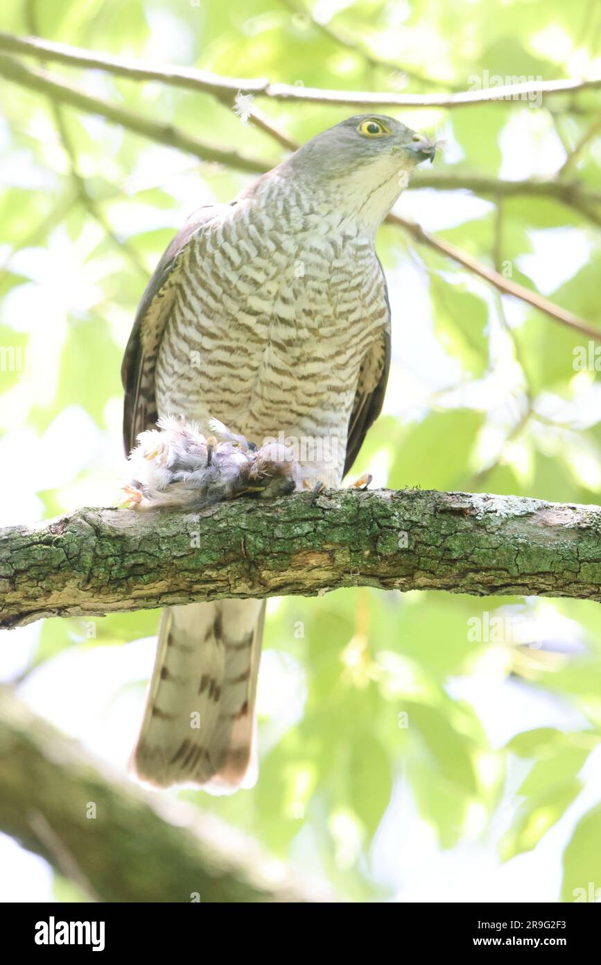 Japanese lesser sparrowhawk (Accipiter gularis) female in Japan Stock ...