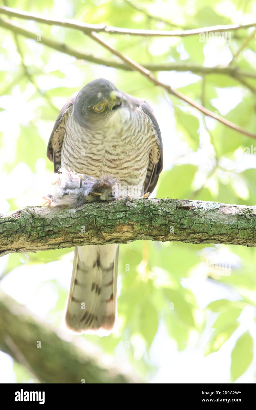 Japanese lesser sparrowhawk (Accipiter gularis) female in Japan Stock ...