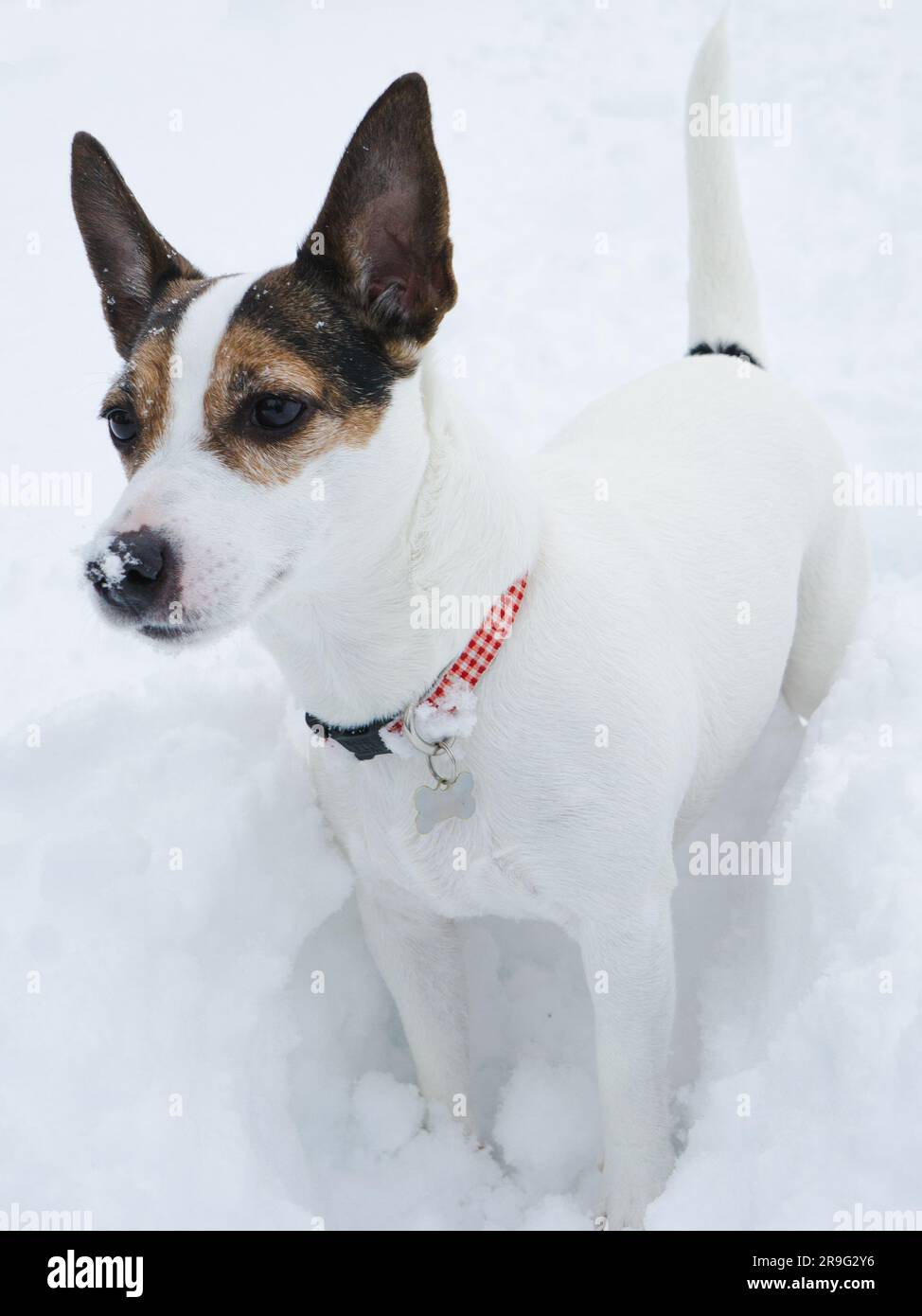 Jack russell adventure hi-res stock photography and images - Alamy