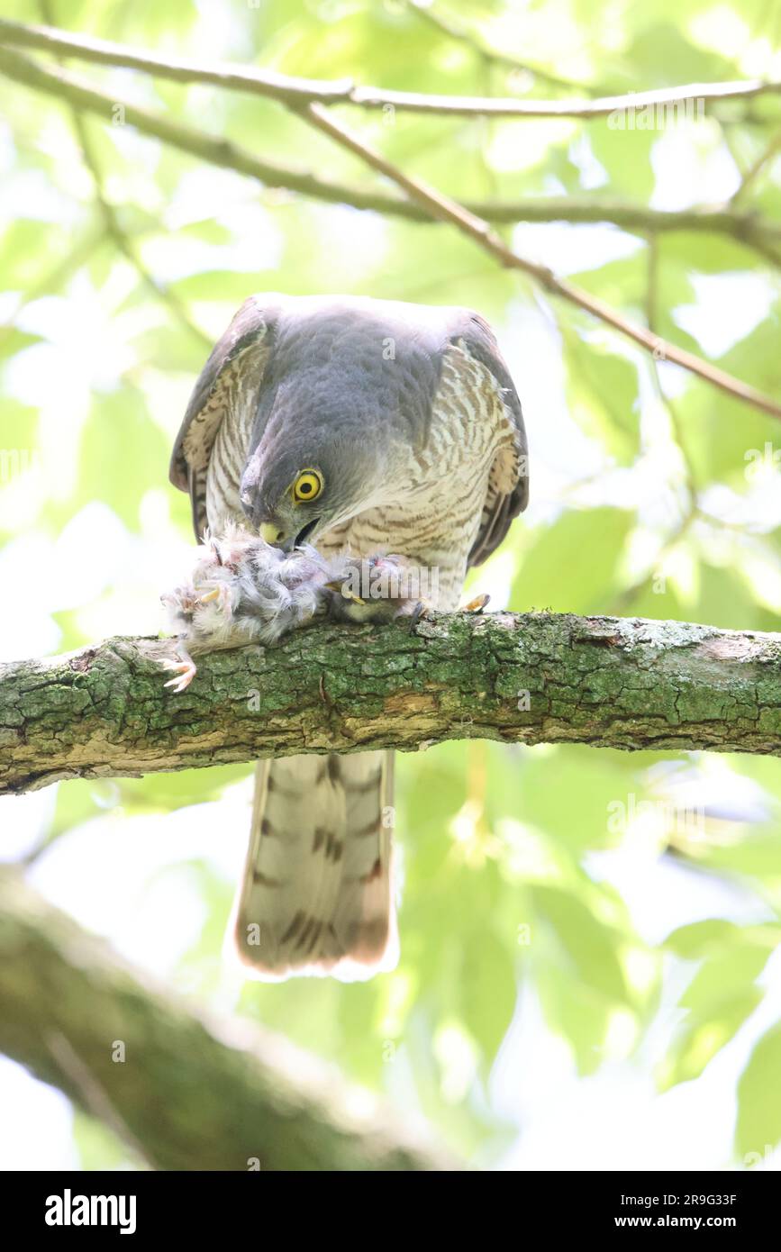 Japanese lesser sparrowhawk (Accipiter gularis) female in Japan Stock ...