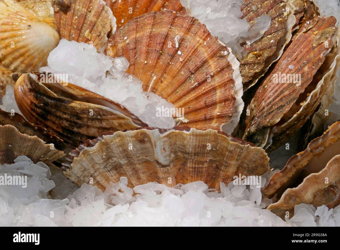 Scallops on shell ice hi-res stock photography and images - Alamy