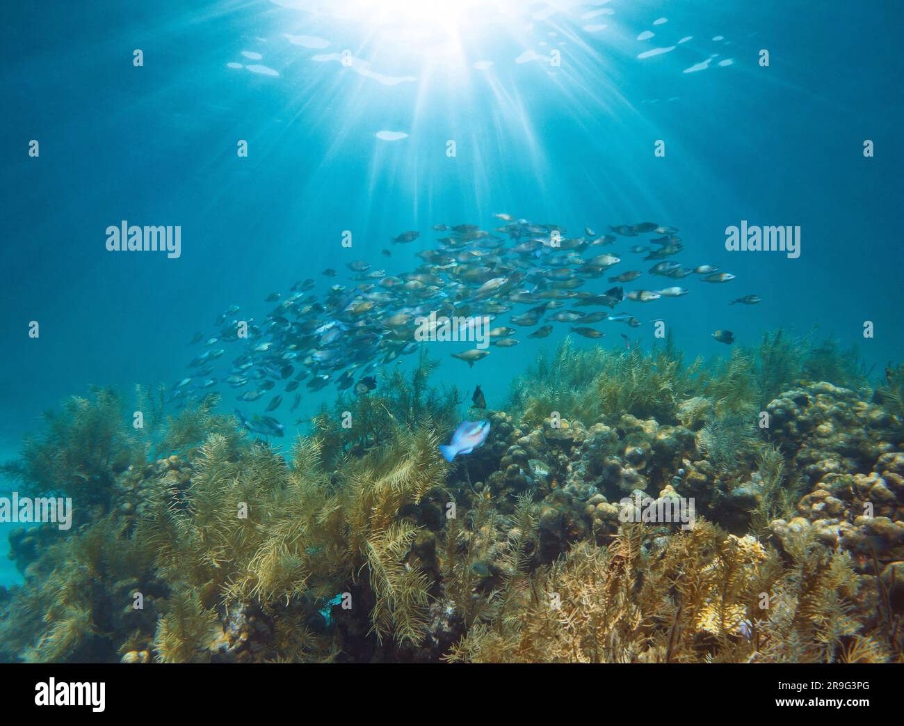 Sunlight underwater on a coral reef with a school of fish (striped ...