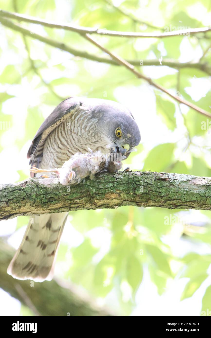 Japanese lesser sparrowhawk (Accipiter gularis) female in Japan Stock ...