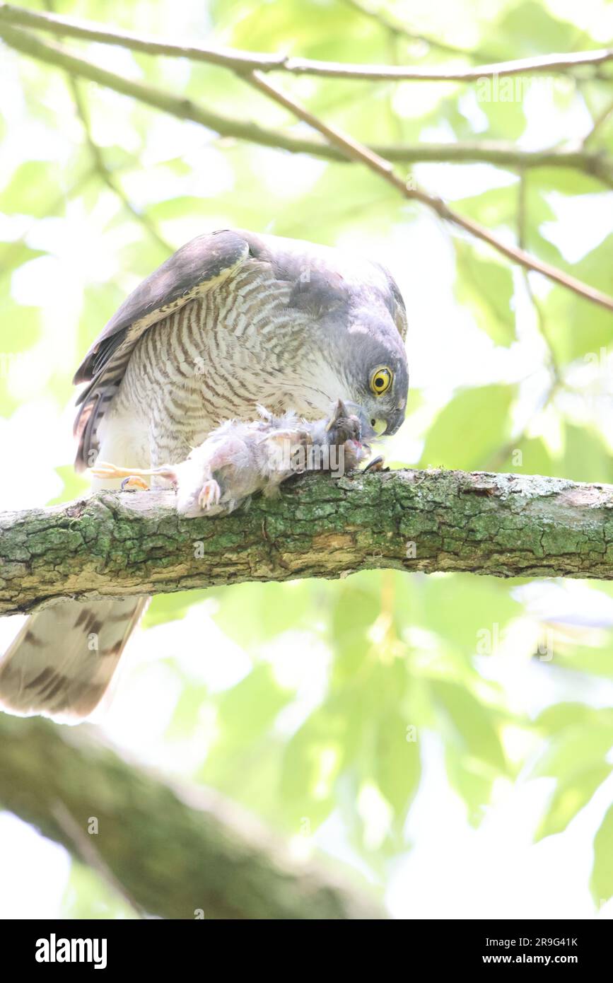 Japanese lesser sparrowhawk (Accipiter gularis) female in Japan Stock ...