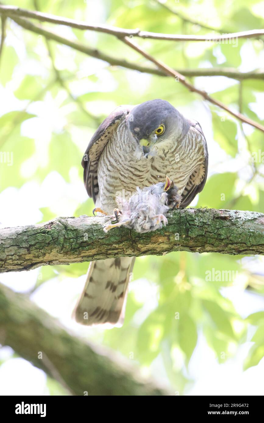 Japanese lesser sparrowhawk (Accipiter gularis) female in Japan Stock ...