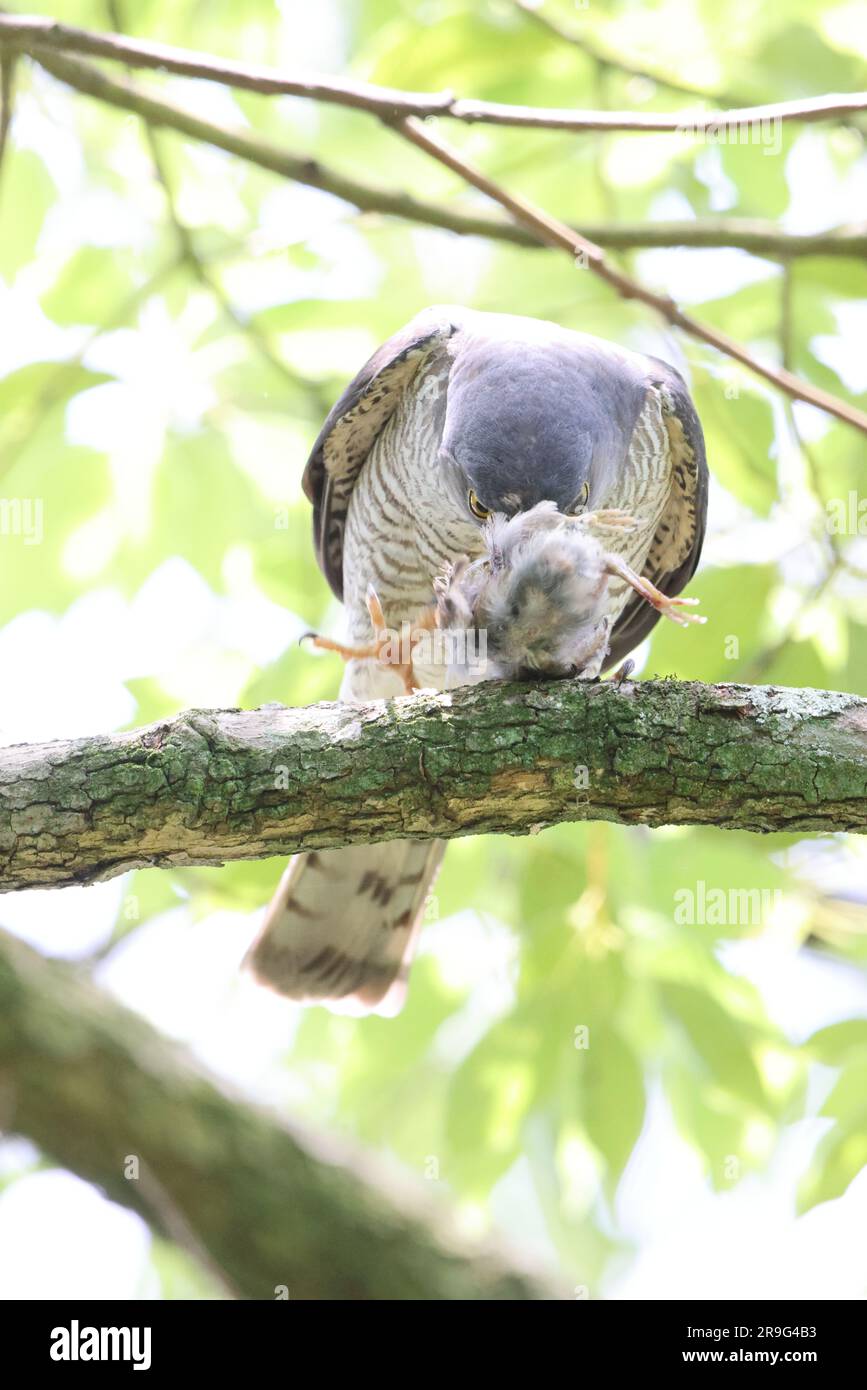 Japanese lesser sparrowhawk (Accipiter gularis) female in Japan Stock ...