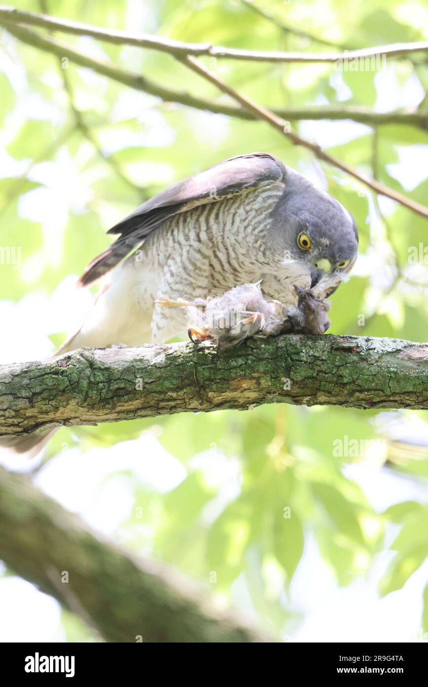 Japanese lesser sparrowhawk (Accipiter gularis) female in Japan Stock ...