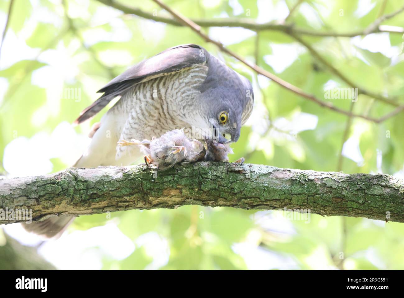 Japanese lesser sparrowhawk (Accipiter gularis) female in Japan Stock ...