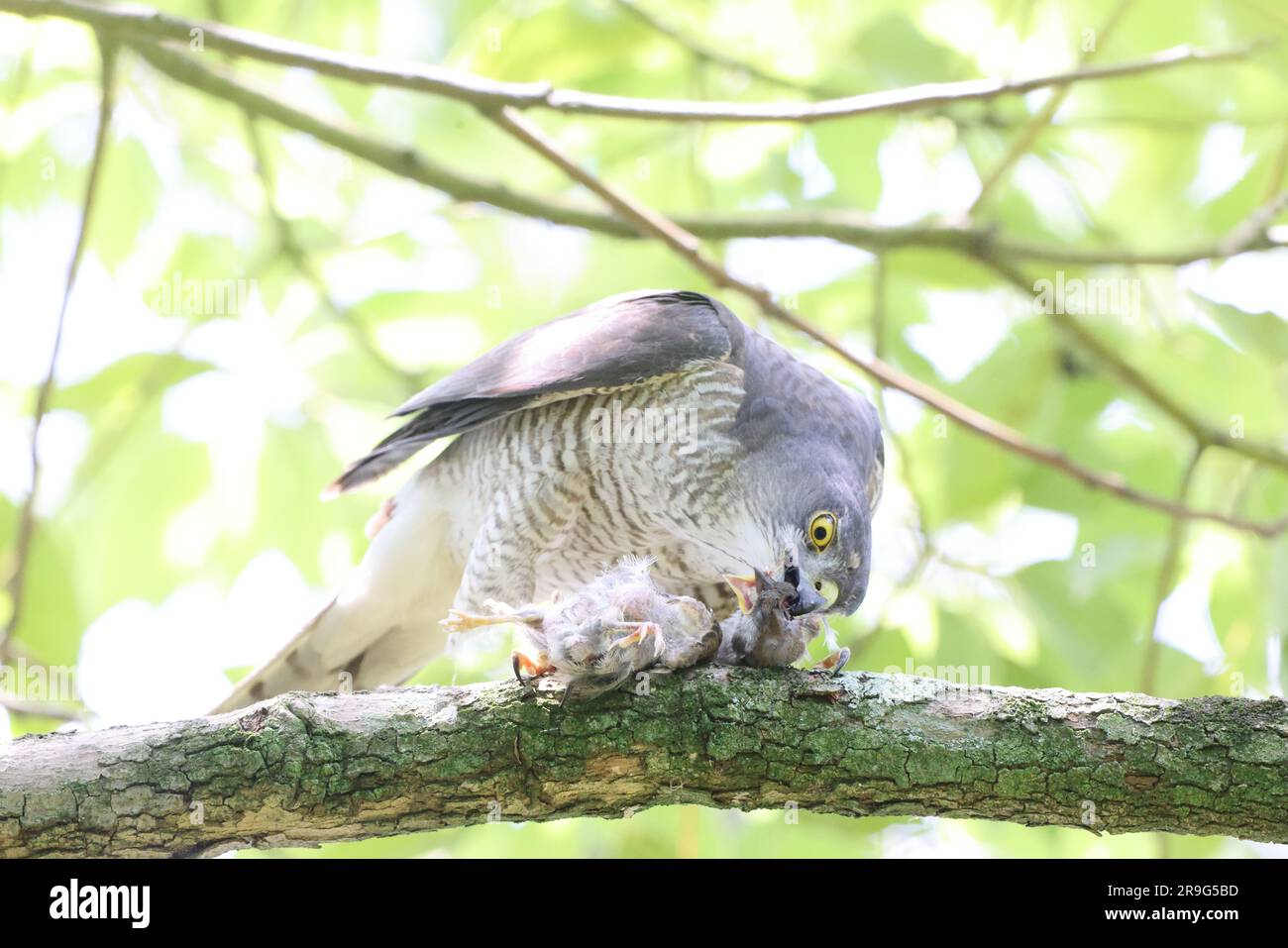 Japanese lesser sparrowhawk (Accipiter gularis) female in Japan Stock ...