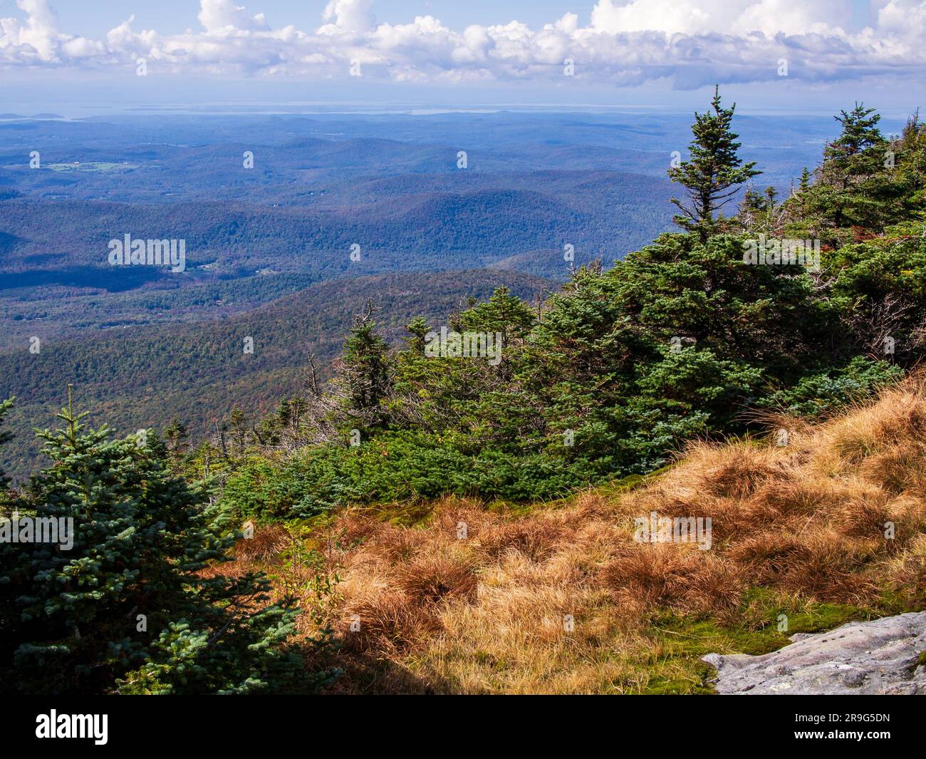 Pines and yellow grass in the foreground contrast with the vast ...