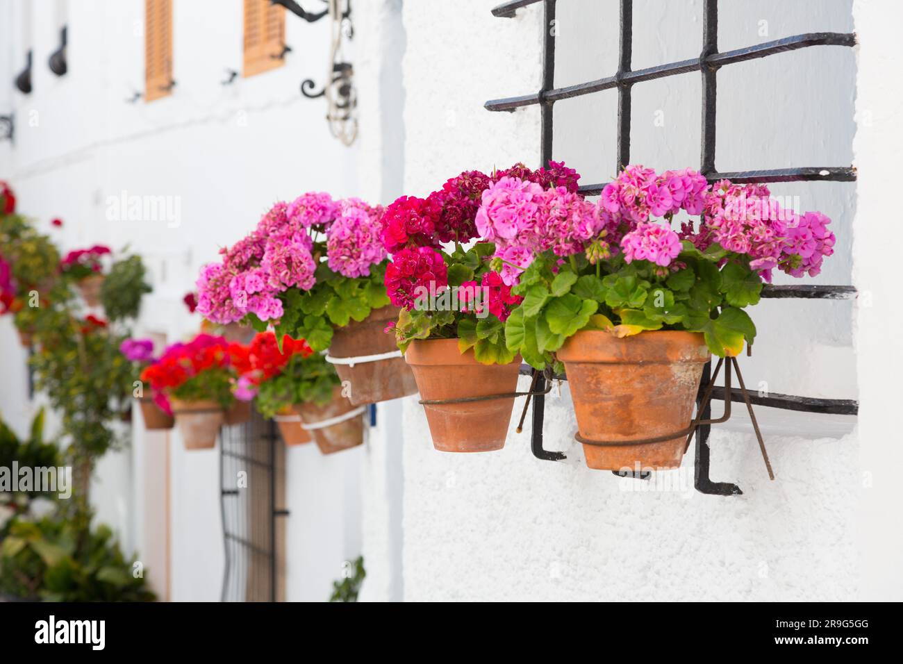 Geranium plants on the white wall of an Andalusian village, Spain Stock ...