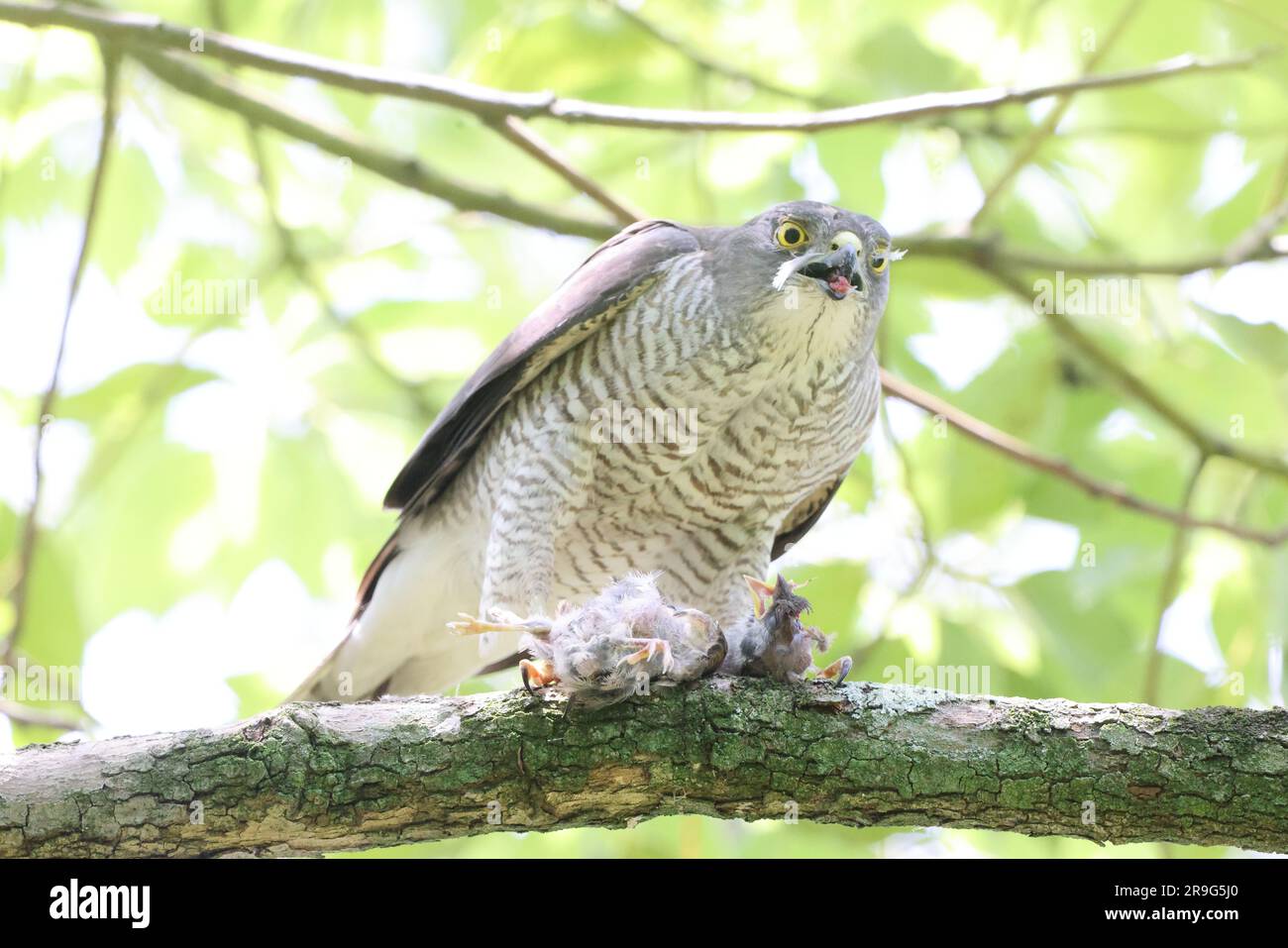 Japanese lesser sparrowhawk (Accipiter gularis) female in Japan Stock ...