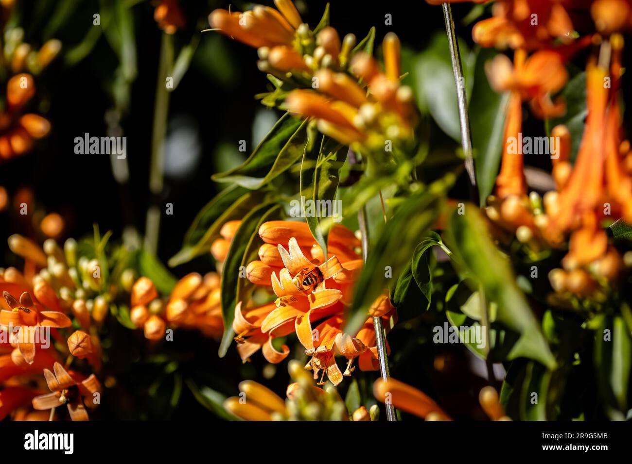 Daytime sleeper hi-res stock photography and images - Alamy