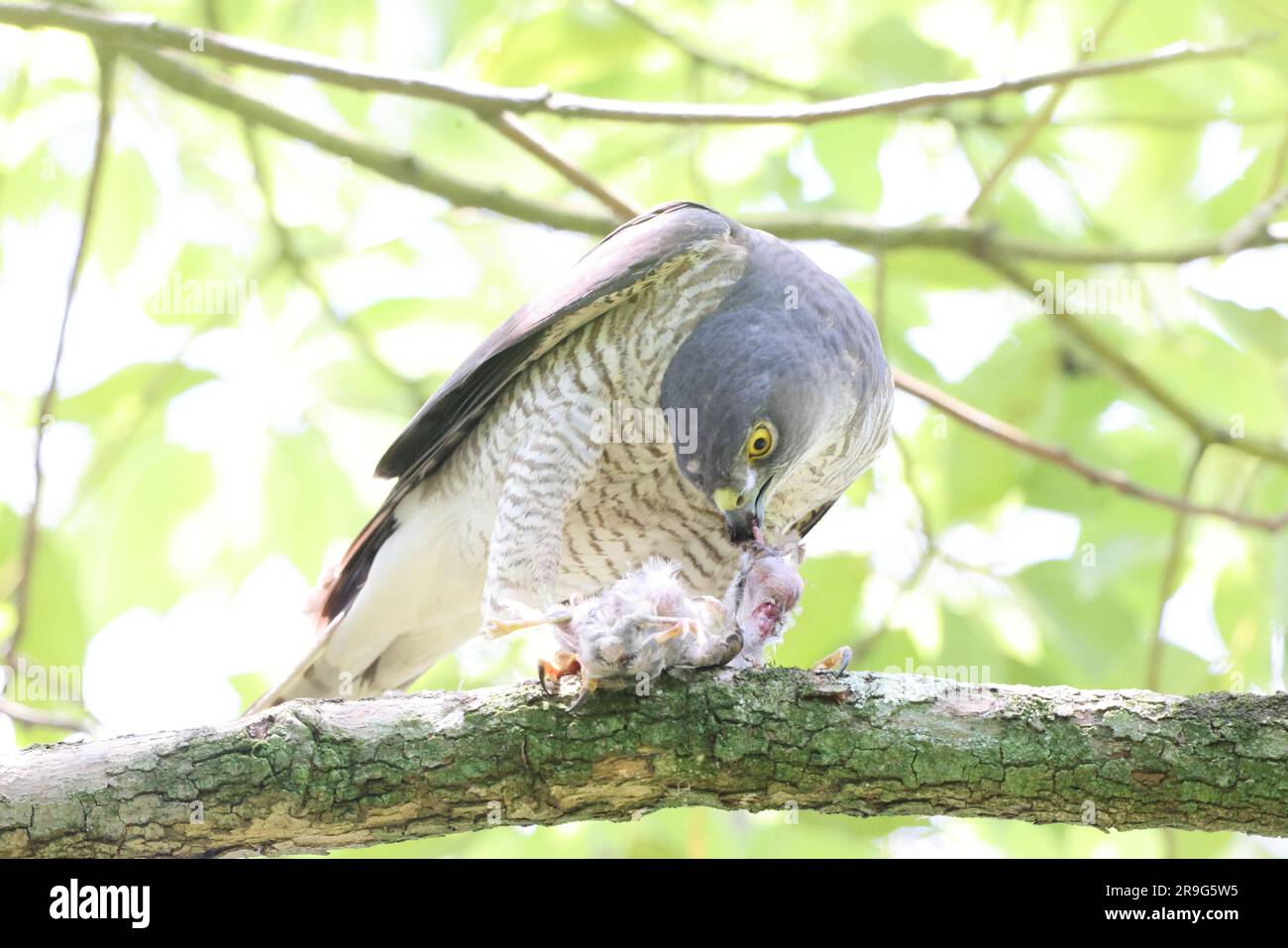 Japanese lesser sparrowhawk (Accipiter gularis) female in Japan Stock ...