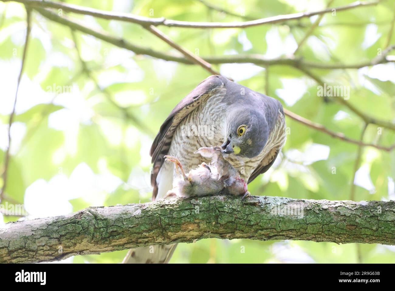 Japanese lesser sparrowhawk (Accipiter gularis) female in Japan Stock ...