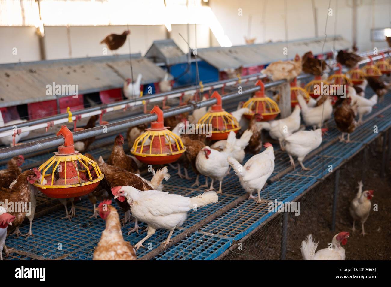 Chickens broilers hi-res stock photography and images - Alamy