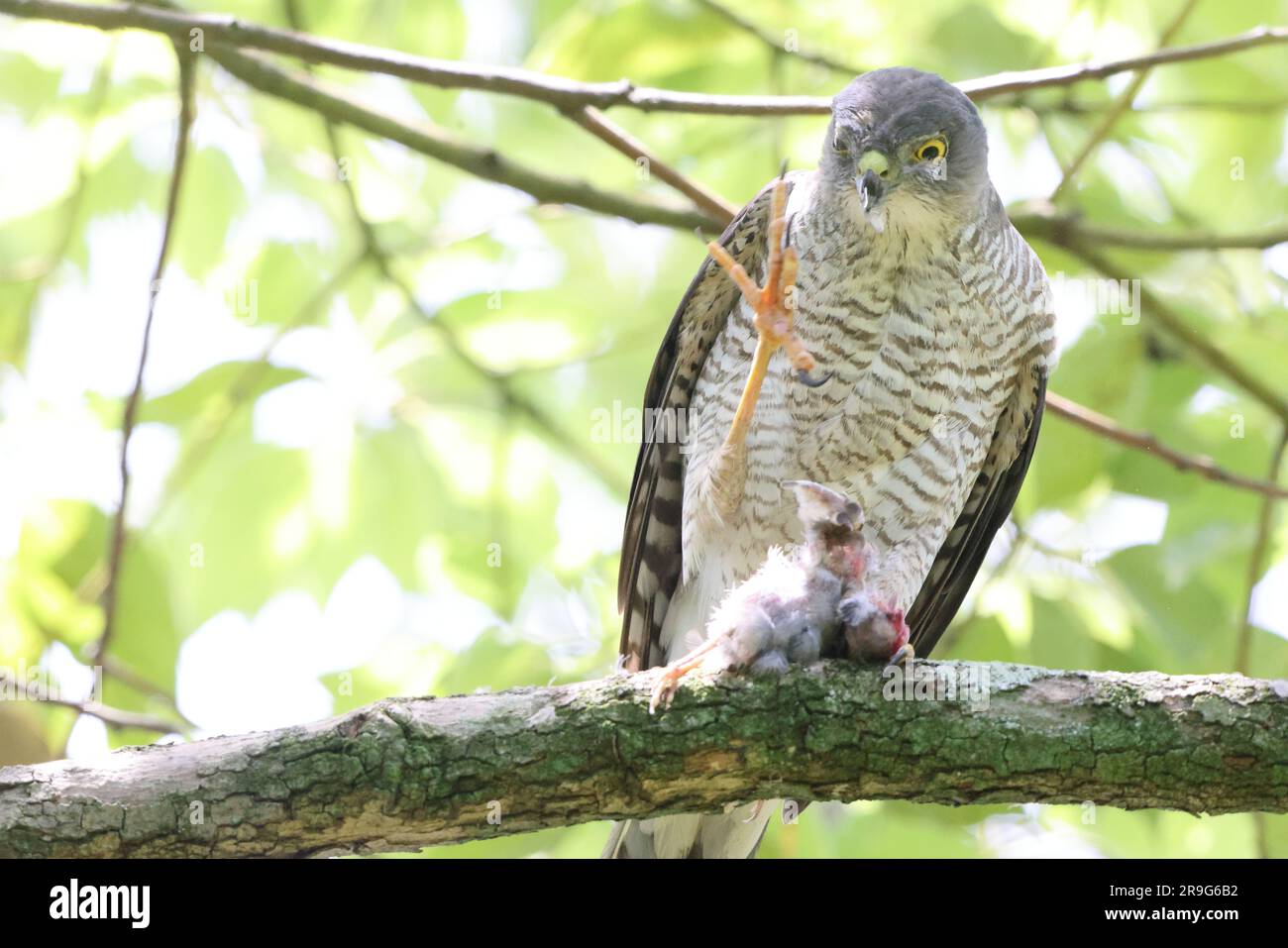 Japanese lesser sparrowhawk (Accipiter gularis) female in Japan Stock ...