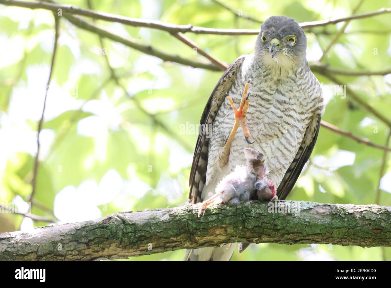 Japanese lesser sparrowhawk (Accipiter gularis) female in Japan Stock ...