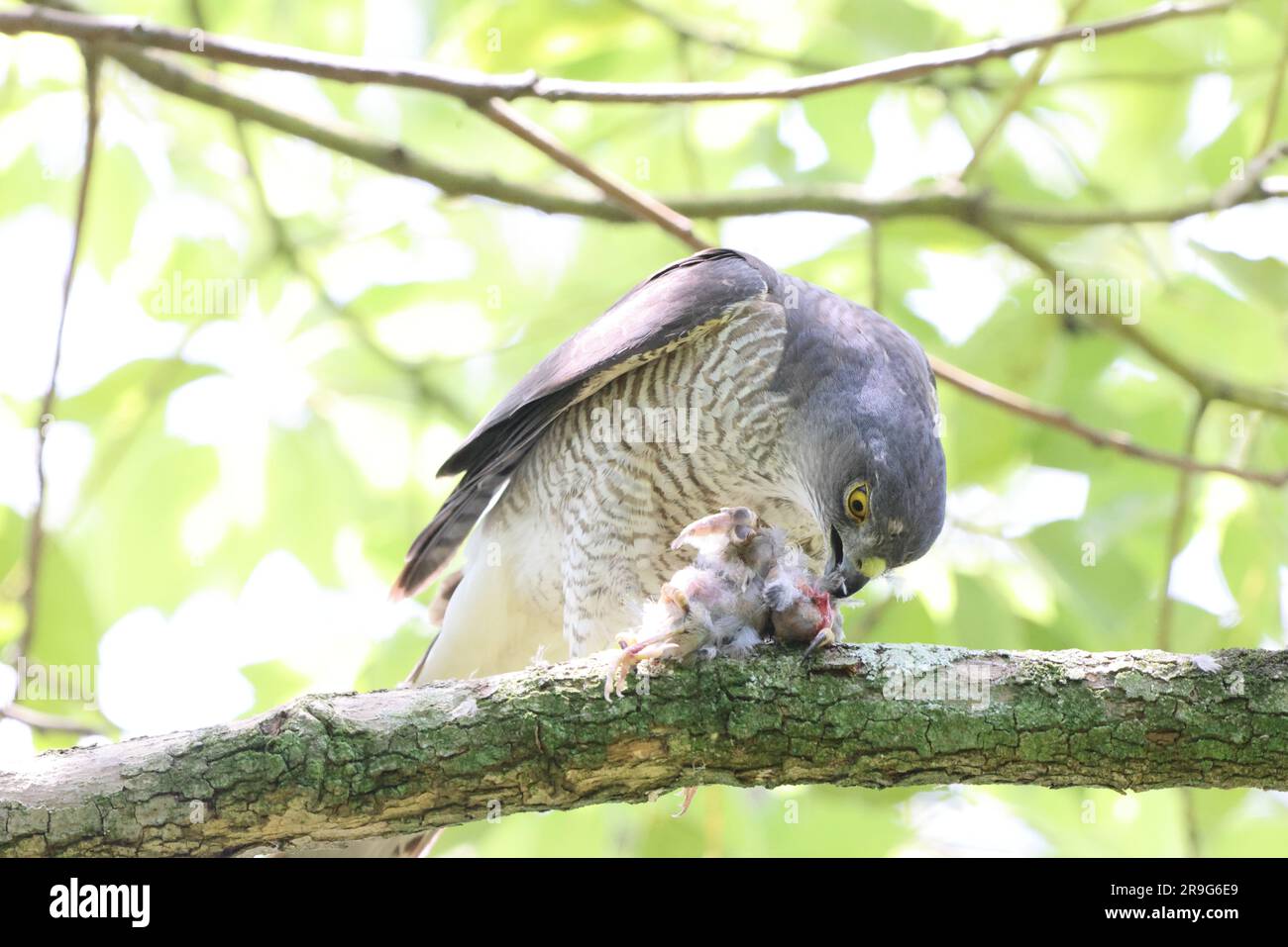 Japanese lesser sparrowhawk (Accipiter gularis) female in Japan Stock ...