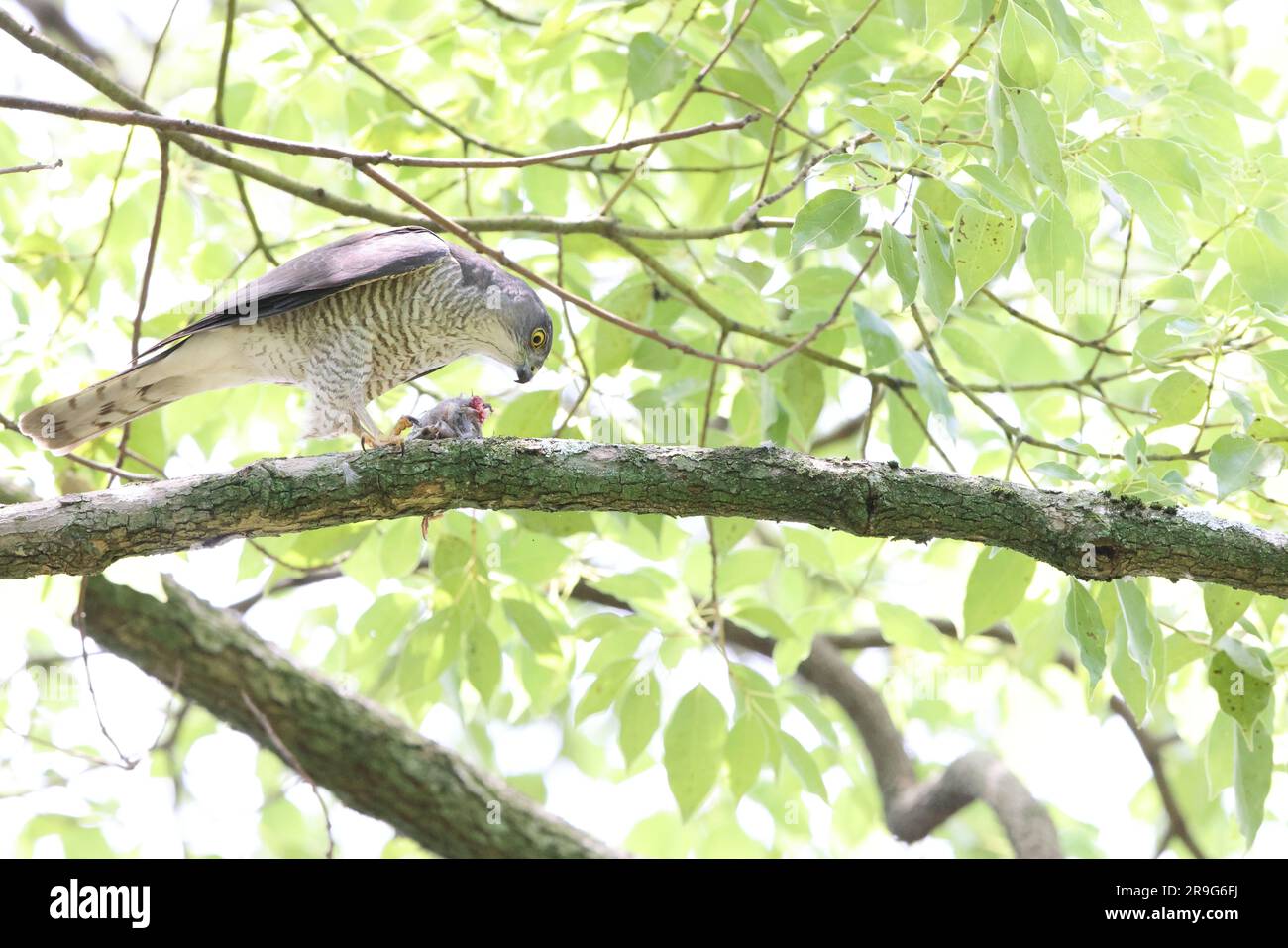 Japanese lesser sparrowhawk (Accipiter gularis) female in Japan Stock ...
