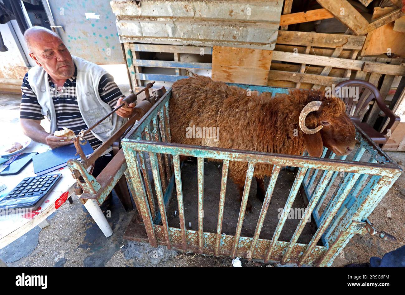 Beirut, Lebanon. 26th June, 2023. A man weighs a sheep ahead of Eid al ...
