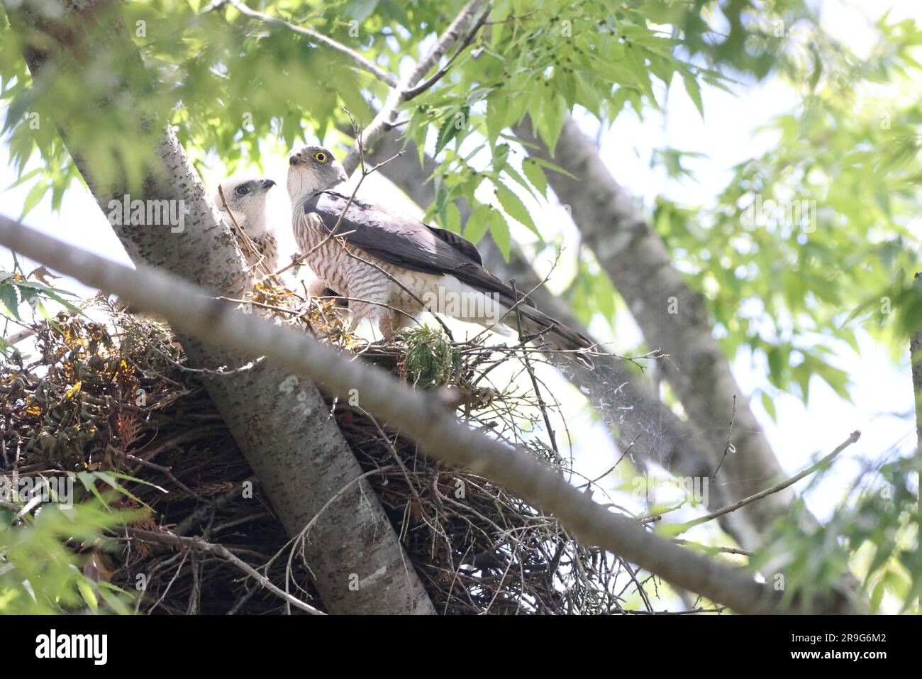 Japanese lesser sparrowhawk (Accipiter gularis) female in Japan Stock ...